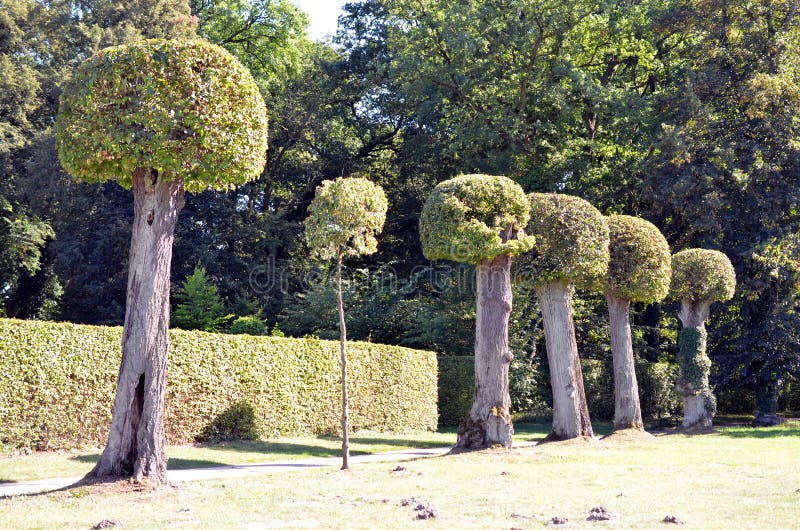 Row of Well Cutted Boxwood Trees in the Park Stock Image - Image of ...