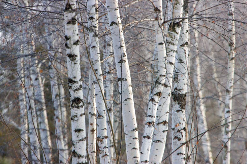 Row White Birch Trees Brown Leaves Ground Stock Photos - Free & Royalty ...