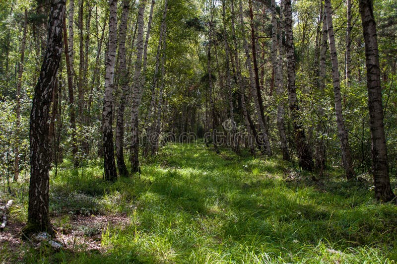 A Grassy Path between Trees in the Forest Stock Photo - Image of ...
