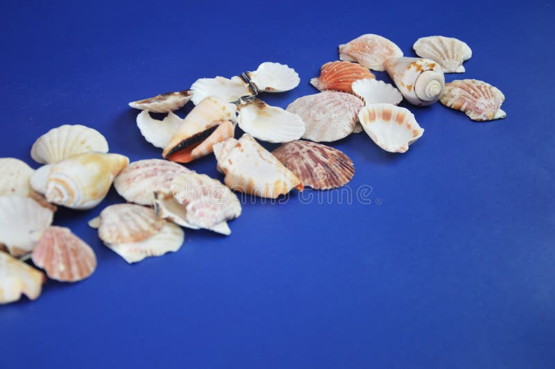 A Row of White and Brown Seashells on a Dark Blue Background. Marine ...