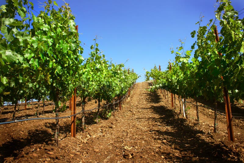Row of wines stock image. Image of winery, hillside, flower - 5640629