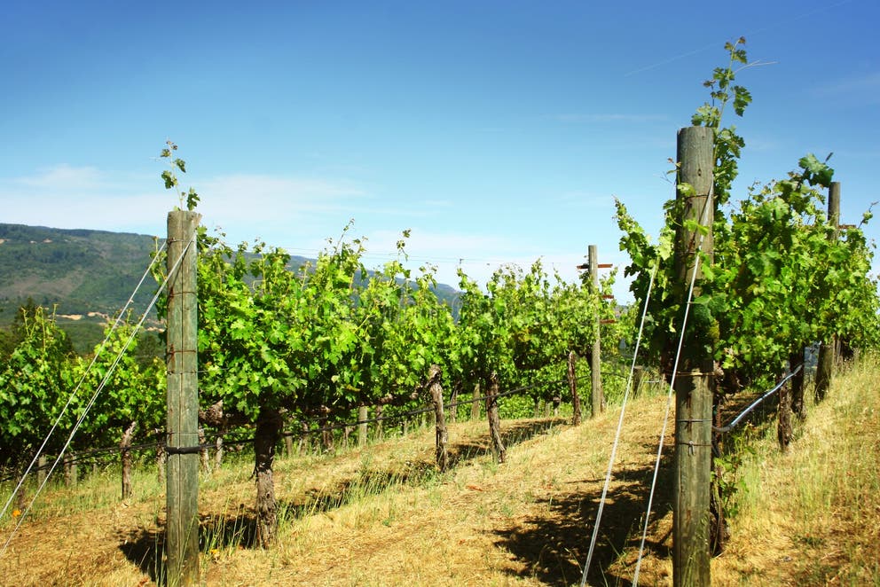 Row of wines stock photo. Image of landscape, vineyard - 5640762