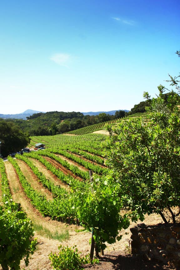 Row of wines stock image. Image of landscape, vineyard - 5640777