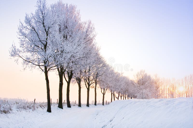 Row of Winter Trees with Pale Sunset Stock Photo - Image of cold ...