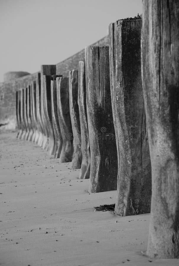 Row Of Wooden Beach Posts Picture. Image: 1000283