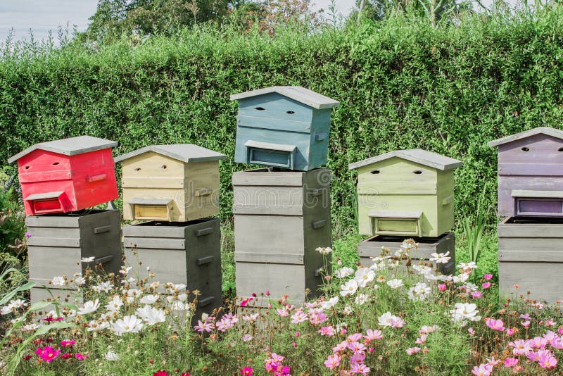 Row of Wooden Beehives for Bees in the Summer Field Stock Image - Image ...