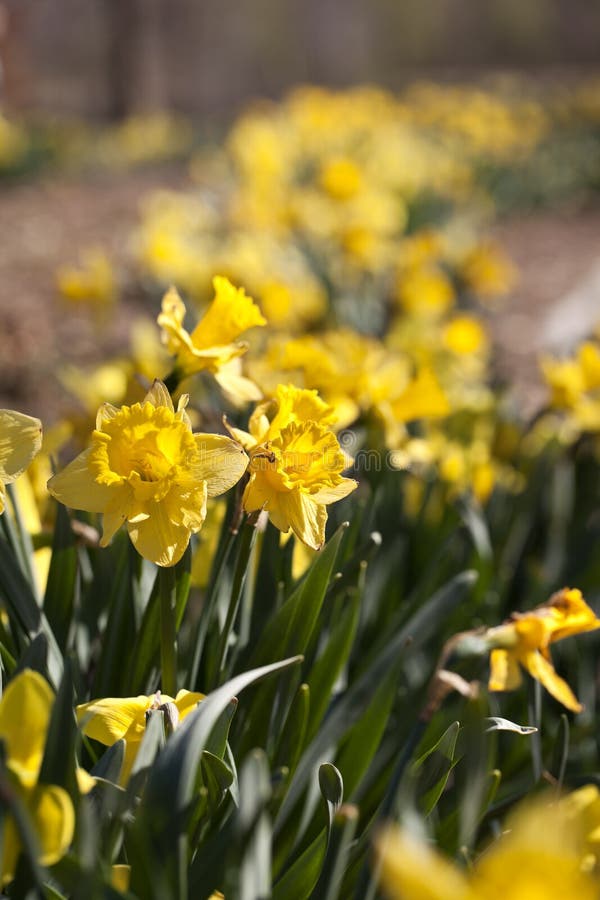 Row of Yellow Daffodil Flowers in the Spring Stock Image - Image of ...