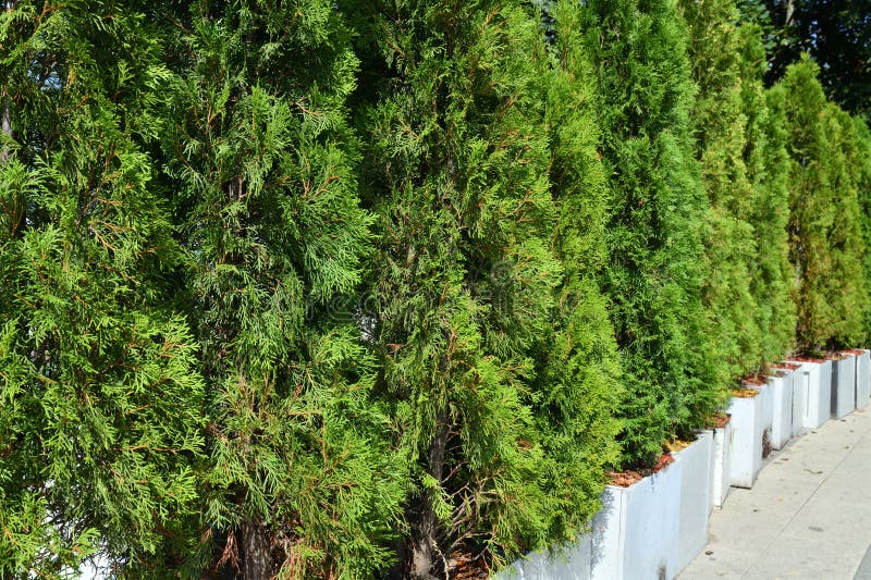 Row of a Young Beautiful Thuja Outdoors Stock Image - Image of scaffold ...