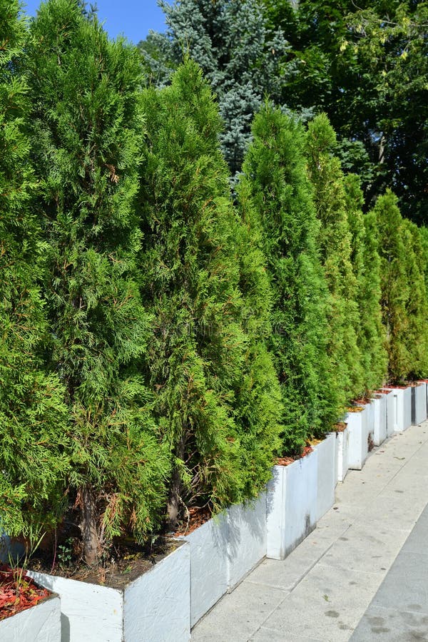 Row of a Young Beautiful Thuja Outdoors Stock Photo - Image of young ...
