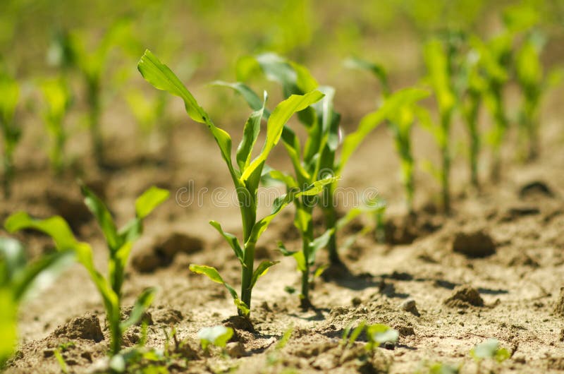 Corn bouquet stock photo. Image of photograph, american - 4416532