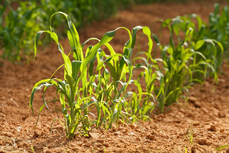 Corn Garden stock image. Image of food, color, isolated - 48611285