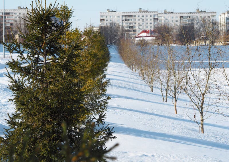 A Row of Young Fir Trees Growing in the City Park.Winter in a ...