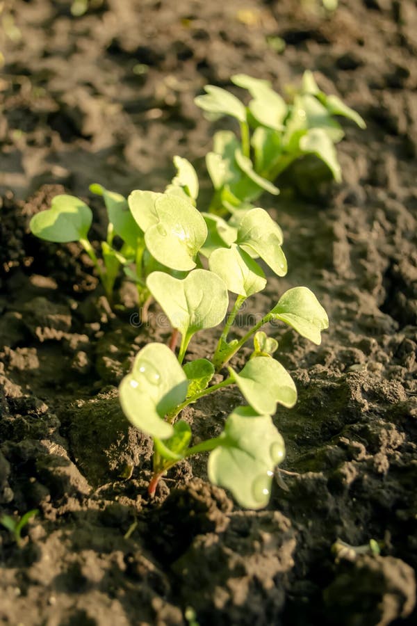 A Row of Young Radish. Radish Seedlings. a Row of Young Radish Bushes ...