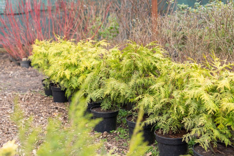 Row of Young Thuja Plants in Pots on Tree Farm. Stock Image - Image of ...
