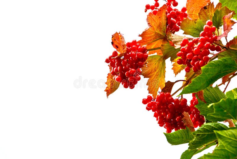 Rowan stock image. Image of twig, cluster, white, botany - 10922461