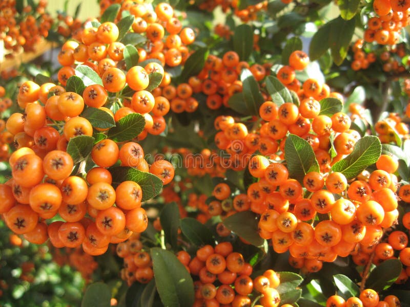 Rowan stock image. Image of tree, bunch, yellow, rowanmountian - 12844451