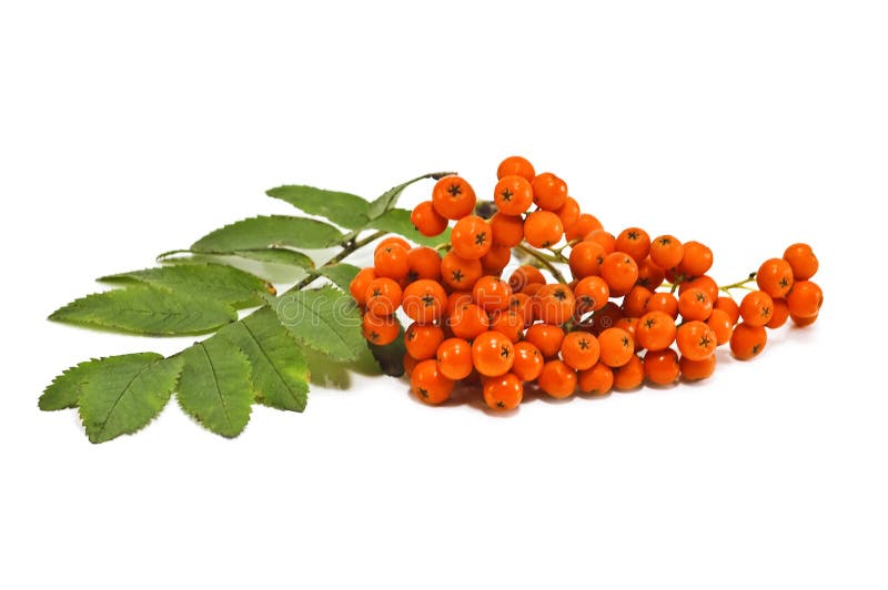 Rowan twig stock image. Image of ecology, rowantree, colourful - 1336455