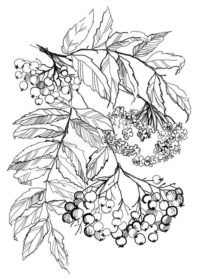 Notebook Doodle Sketch Tree Vector Stock Vector - Illustration of ...