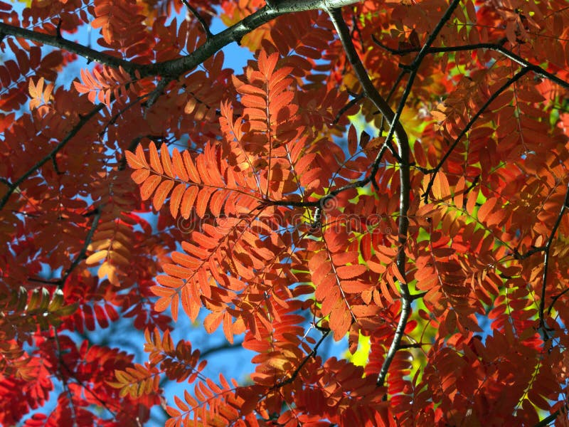 Rowan stock image. Image of rowan, royalty, nature, fall - 21988823