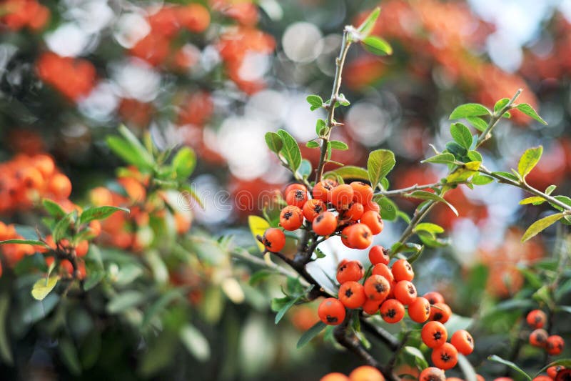 Wild Yellow German Berries stock photo. Image of nature - 1748002