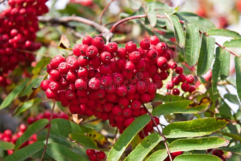 Rowan stock image. Image of ripe, plant, colourful, bundle - 24361019