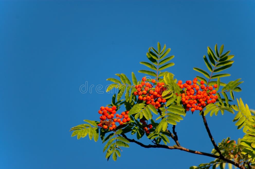 Rowan stock image. Image of seed, branch, marmalade, autumn - 2598253