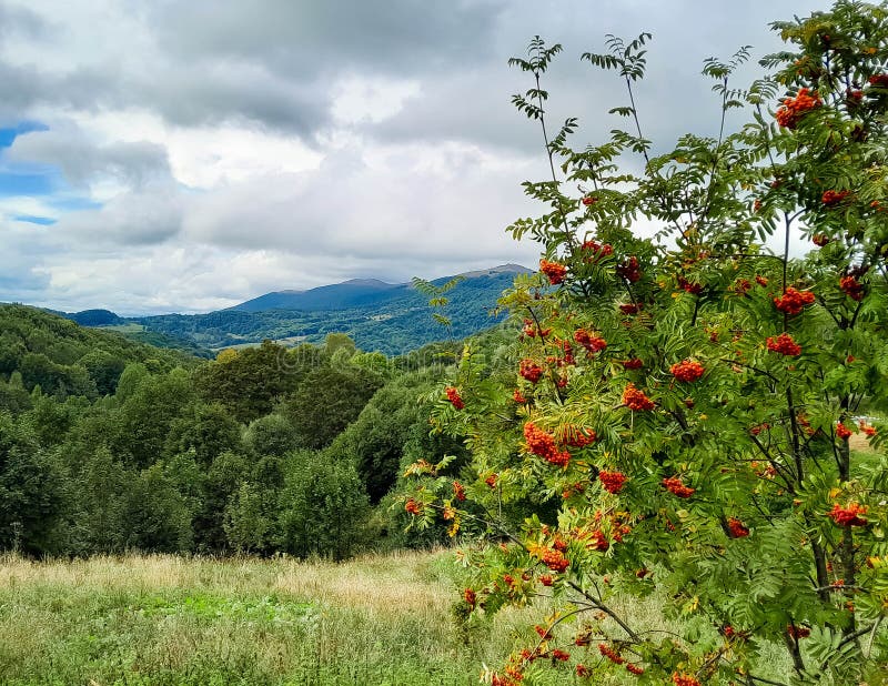 Rowan Ash in Bieszczady Mountain Stock Photo - Image of exploration ...