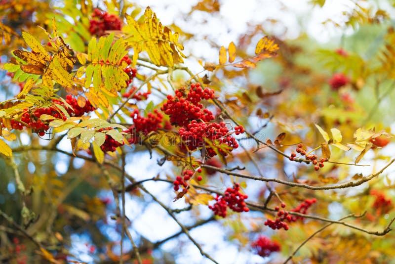 Rowan, Ashberry Fall Autumn Tree Stock Photo - Image of colorful ...