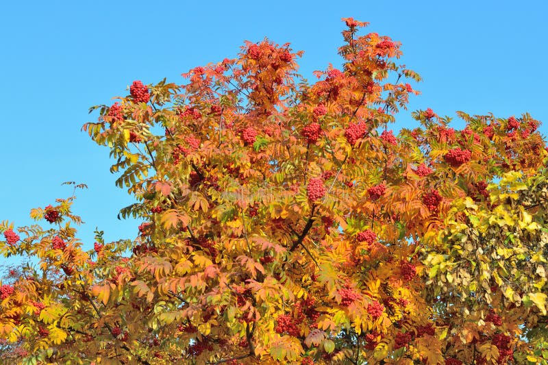 Rowan on the Background of Blue Sky Stock Image - Image of blue, rowan ...