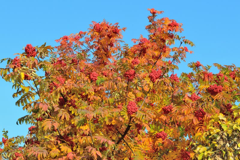 Rowan on the Background of Blue Sky Stock Photo - Image of tree, nature ...