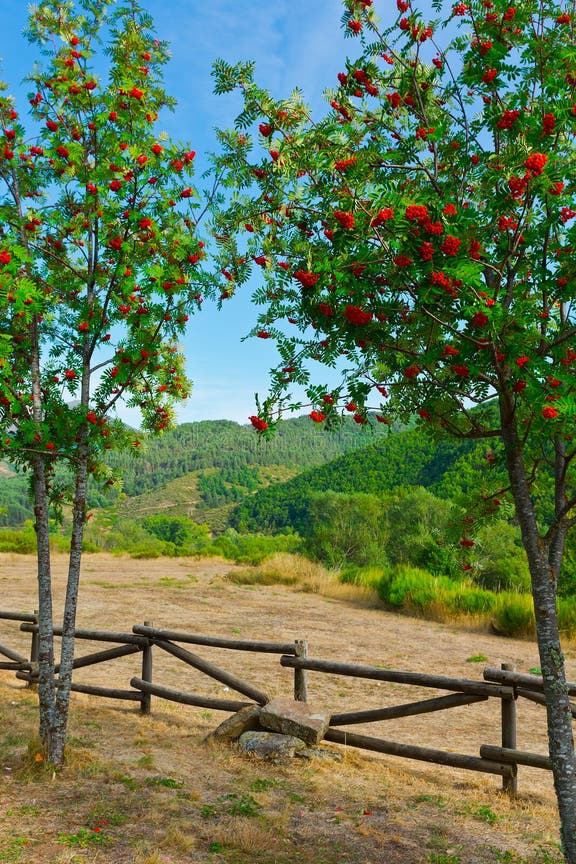 Rowan stock photo. Image of mountain, haze, peak, cantabria - 36503846