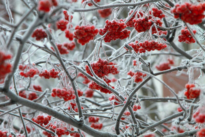 Tree in snow.Rowan. stock photo. Image of rowan, forest - 49081768