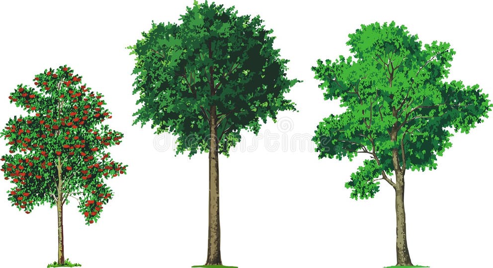 Tree Ash Trees Stock Illustrations – 2,682 Tree Ash Trees Stock ...