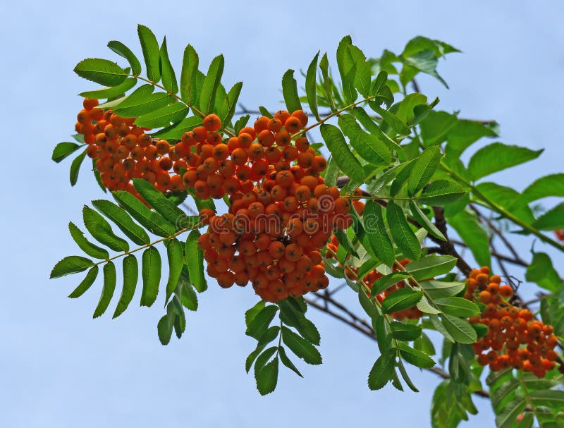 Rowan Berries Picture. Image: 20641990