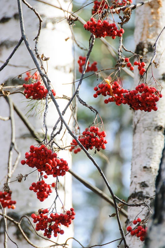 Rowan Berries on Bare Tree Branches Stock Image - Image of outdoors ...