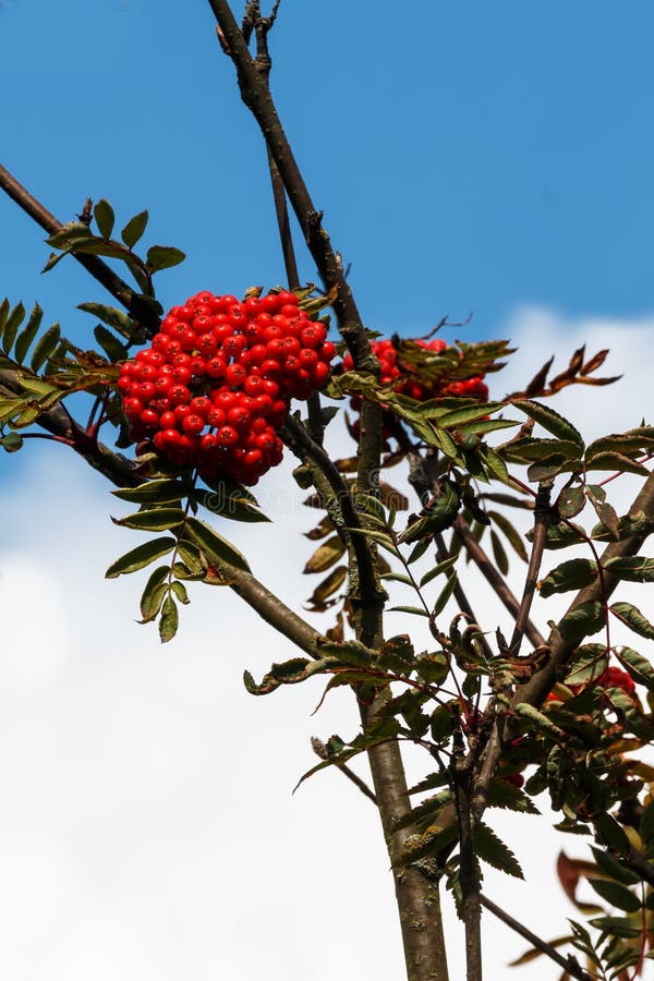 Rowan berries stock photo. Image of nature, white, herb - 44414808