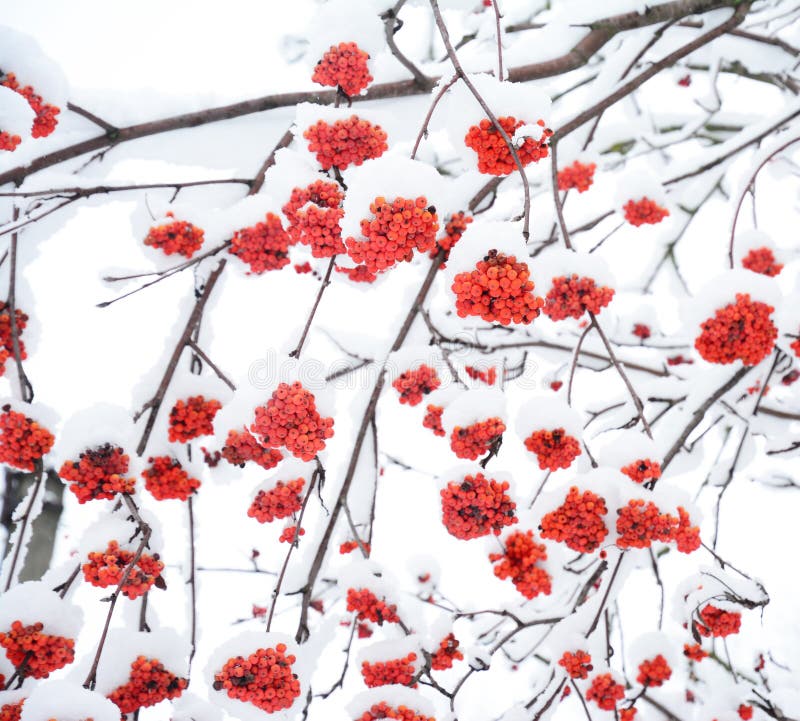 Rowan Berries Covered Snow. Red Ripe Rowan Berries in the Winter Park ...