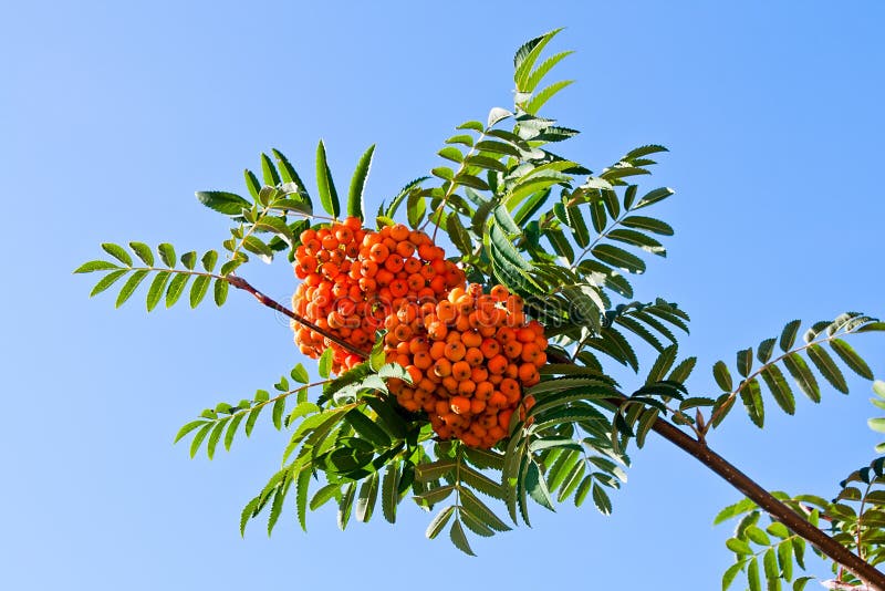 Rowan Berries on a Mountain Ash or Rowan Tree. Stock Image - Image of ...