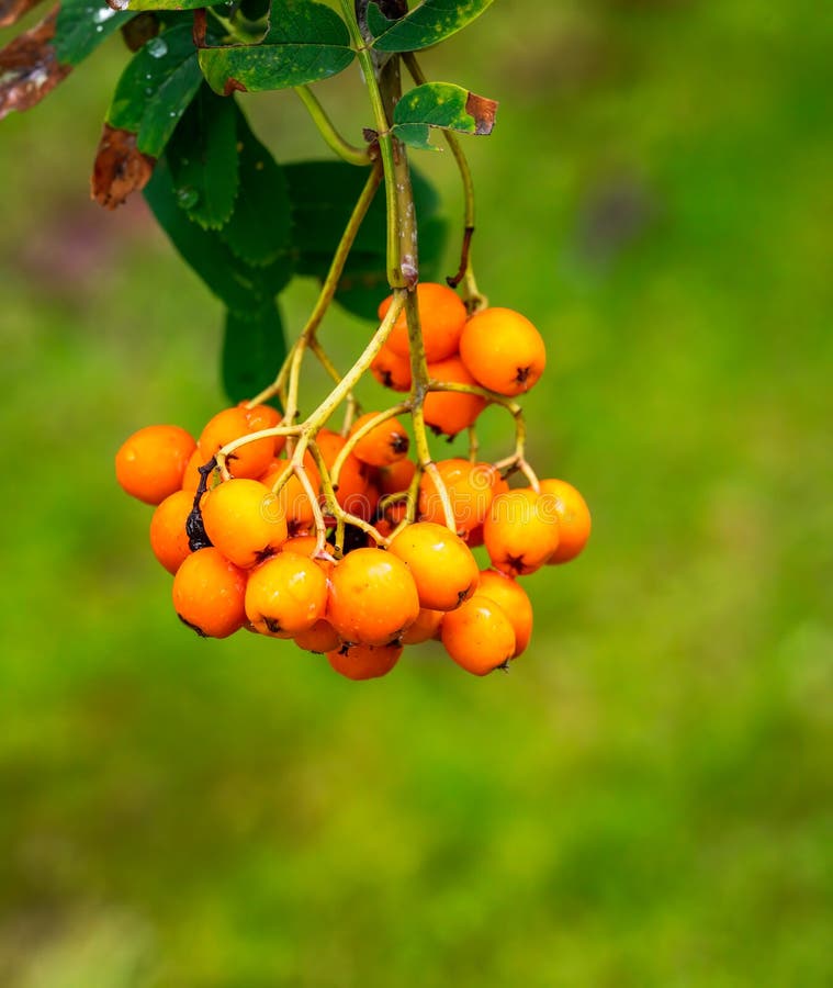 Rowan Berries on a Mountain Ash Tree Stock Image - Image of season ...