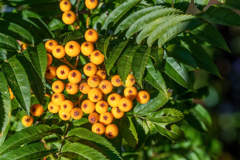 Rowan Berries on a Mountain Ash Tree Stock Image - Image of rowanberry ...