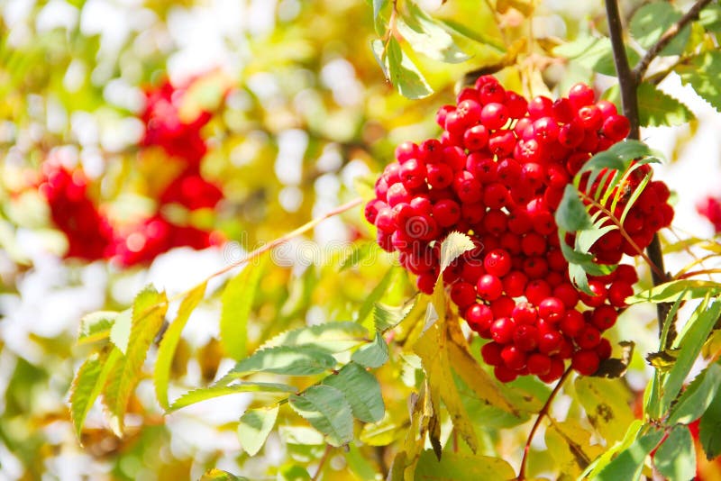Rowan berries stock photo. Image of rowan, closeup, autumn - 125701962