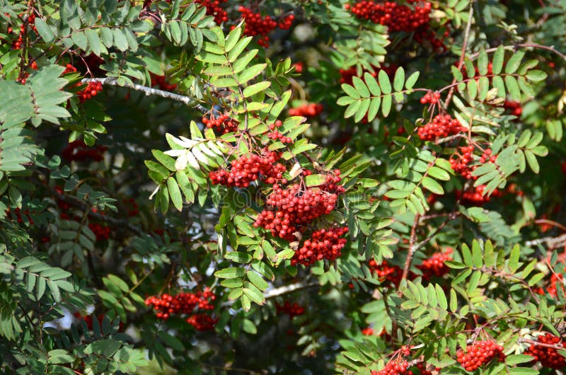 Rowan berries stock photo. Image of berry, colour, leaves - 45346968