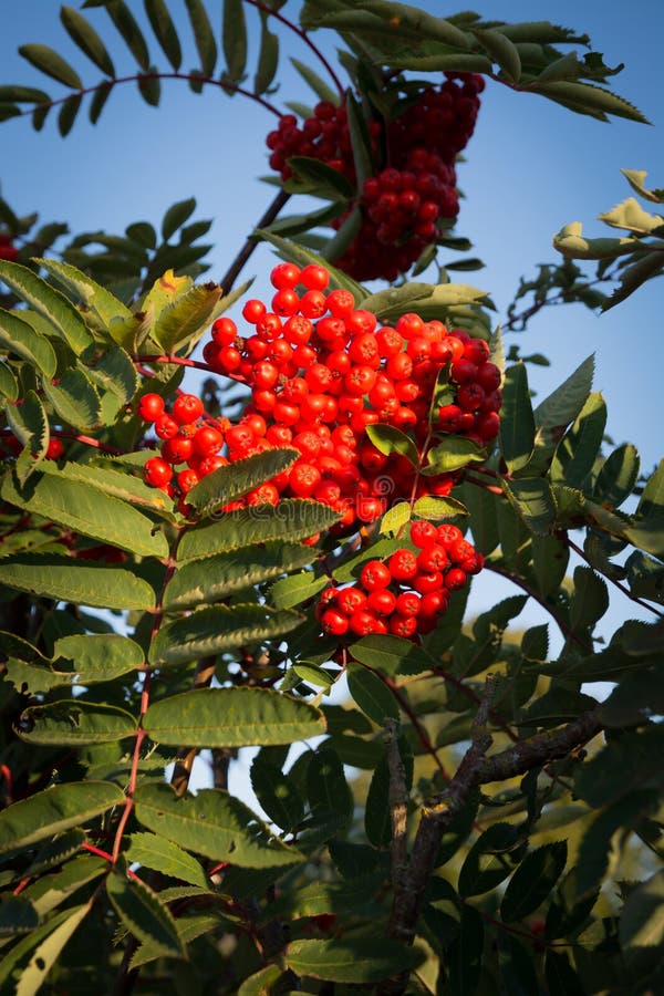 Closeup of Autumn Red Colored Leaves and White Berries of Chinese Rowan ...