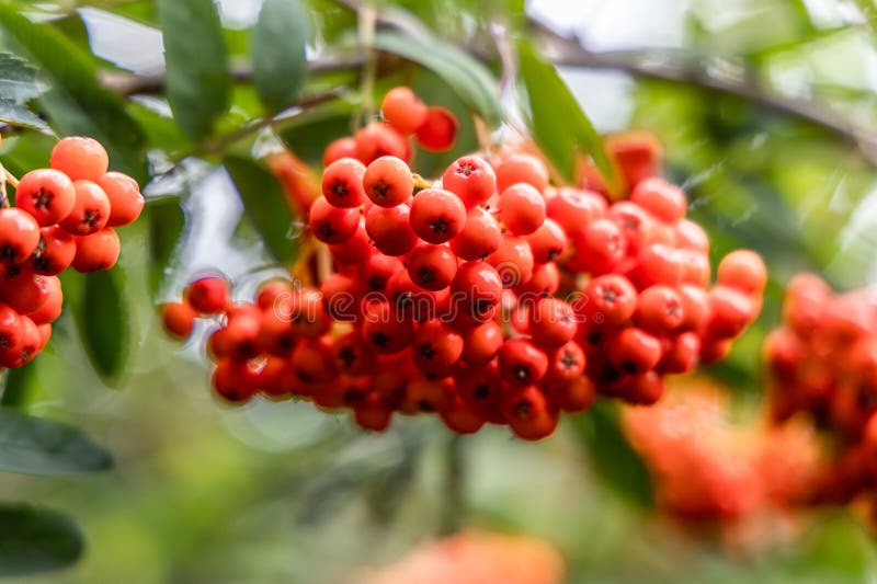 Rowan Berries, Sorbus Aucuparia, Tree Also Called Rowan and Mountain ...