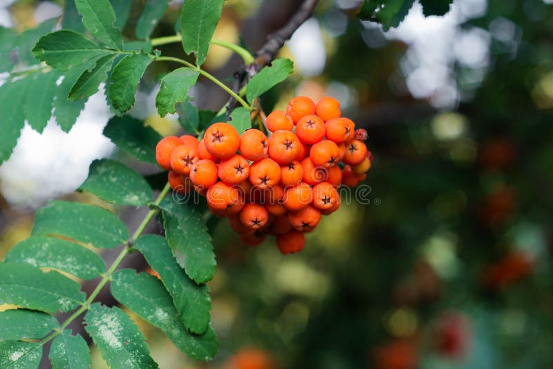 Rowan berries on a tree stock image. Image of wild, foliage - 156675319
