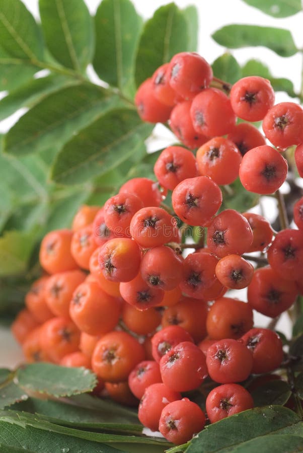 Rowan Berry stock image. Image of food, berries, european - 10561945