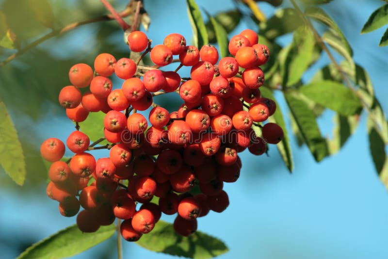 Rowan berry stock photo. Image of rowan, afternoon, mellow - 5937000