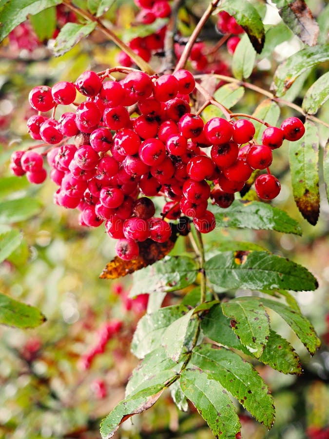 Rowan berry stock image. Image of bush, berry, rain, wild - 78468043