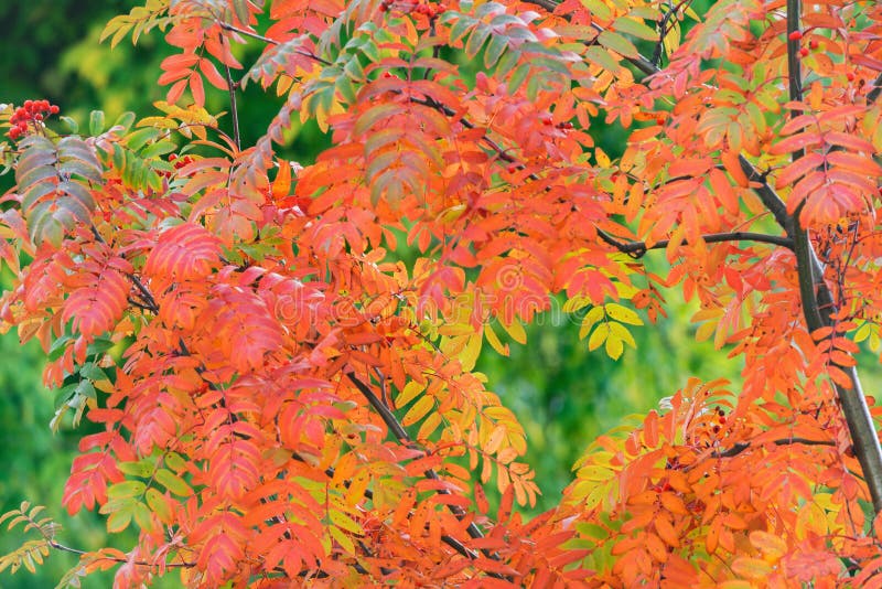 Rowan Berry Leaves on the Branches in the Park Stock Image - Image of ...