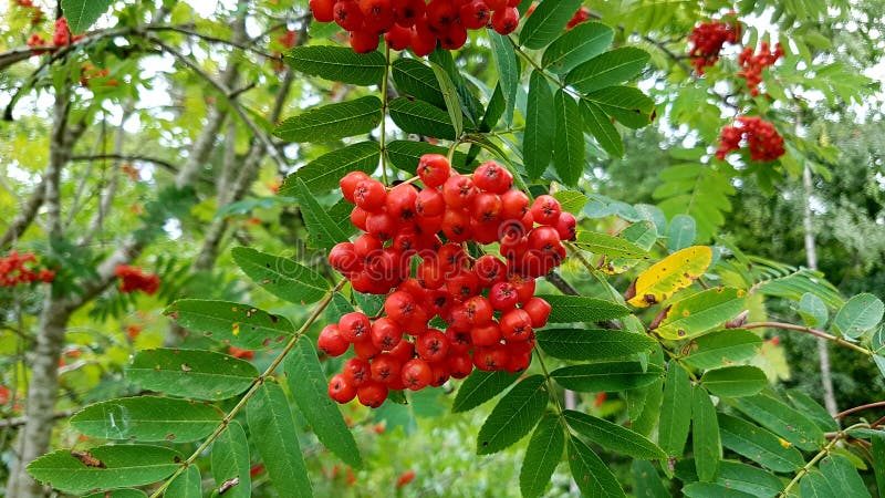 Rowan-berry stock photo. Image of tree, sorbus, aquifoliaceae - 75976180